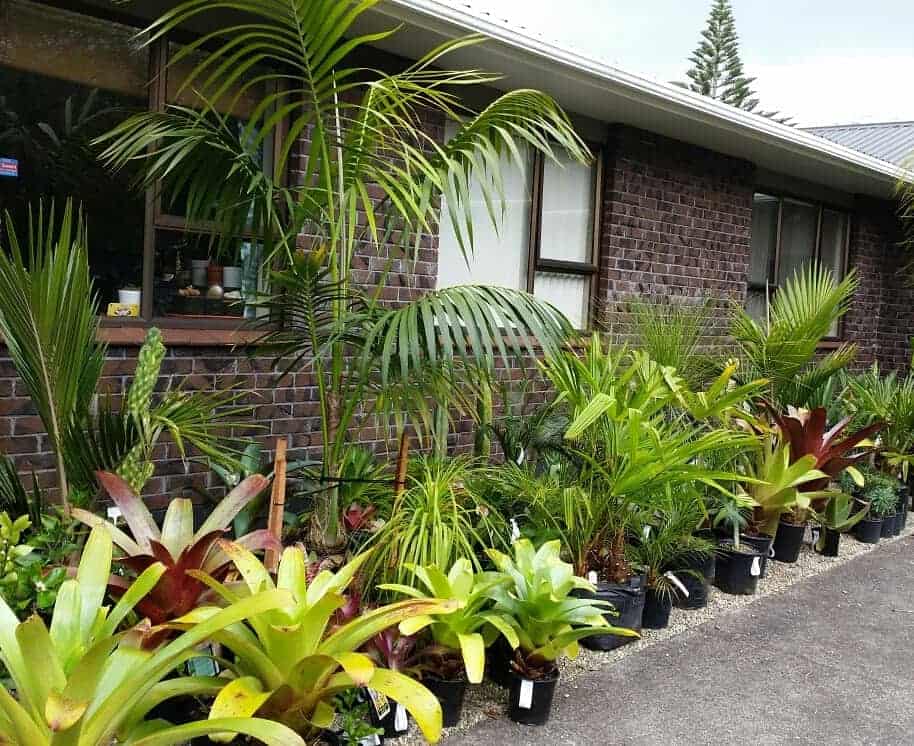 Outdoor Subtropical Plants - Tropical Treasures Taranaki