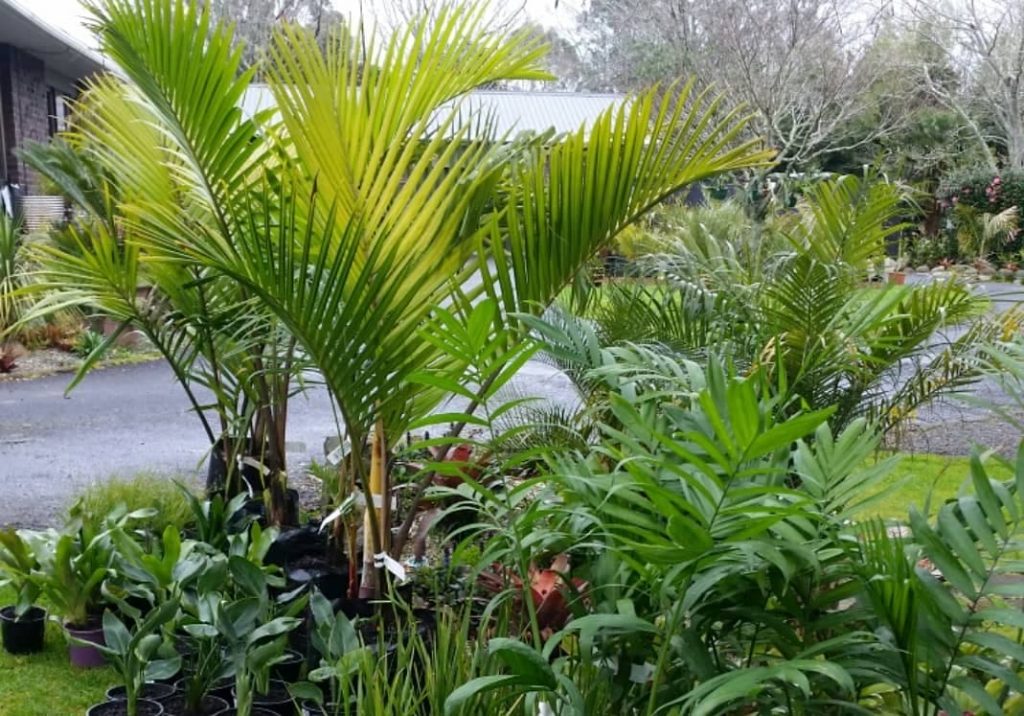 Outdoor Subtropical Plants - Tropical Treasures Taranaki