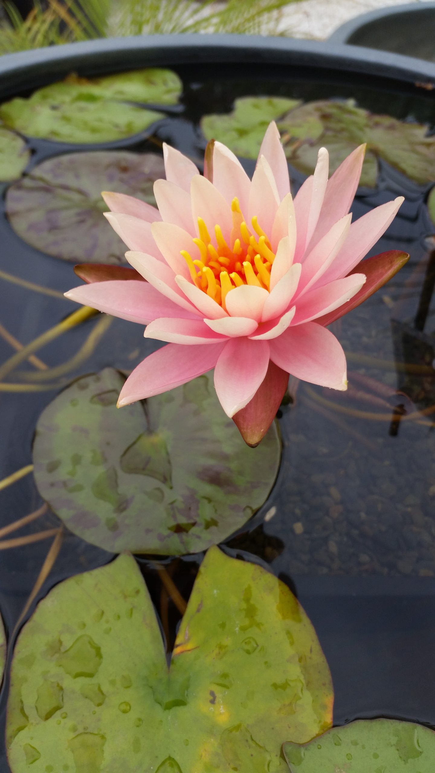 Outdoor Subtropical Plants - Tropical Treasures Taranaki