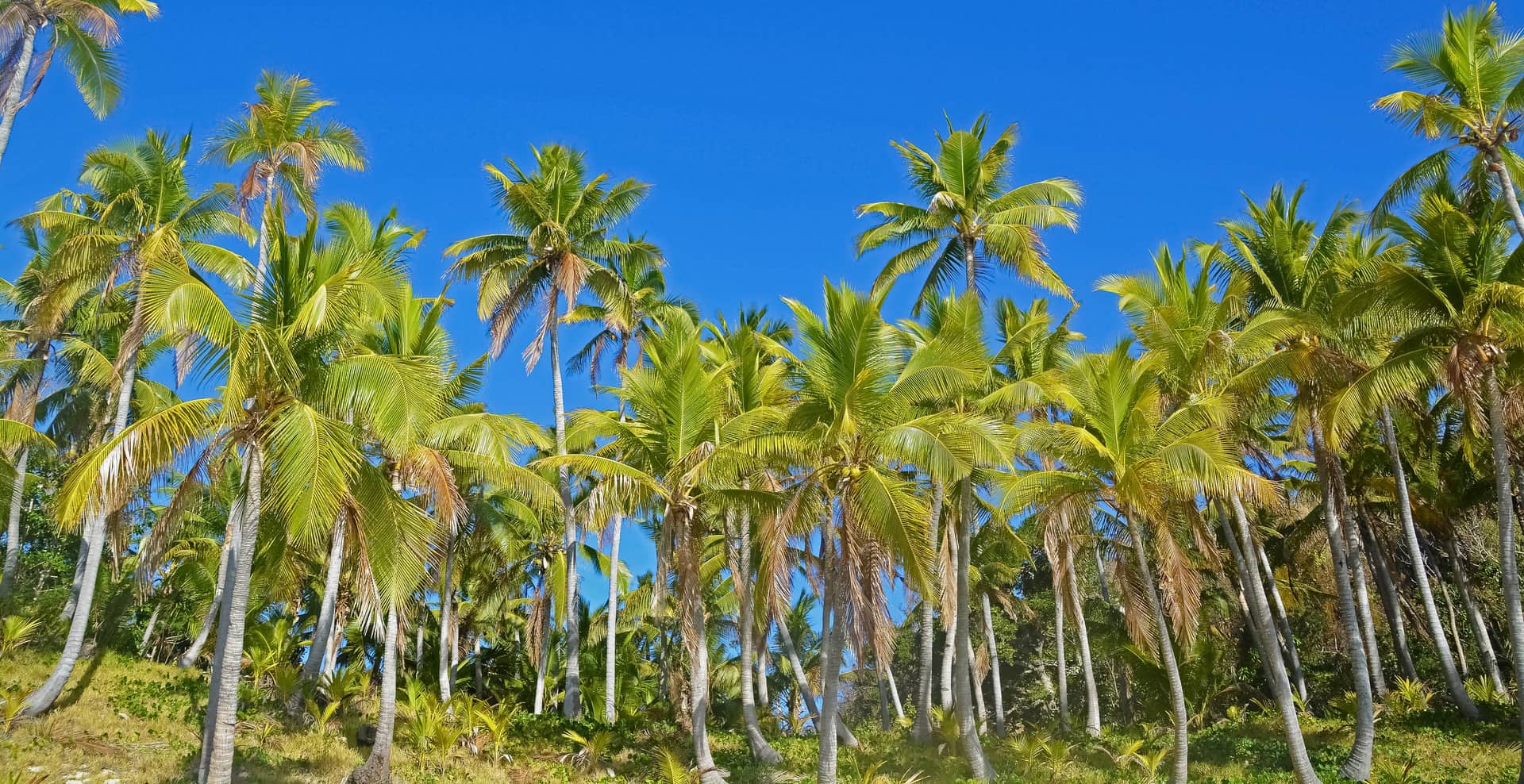 Tropical Plants - Tropical Treasures Taranaki