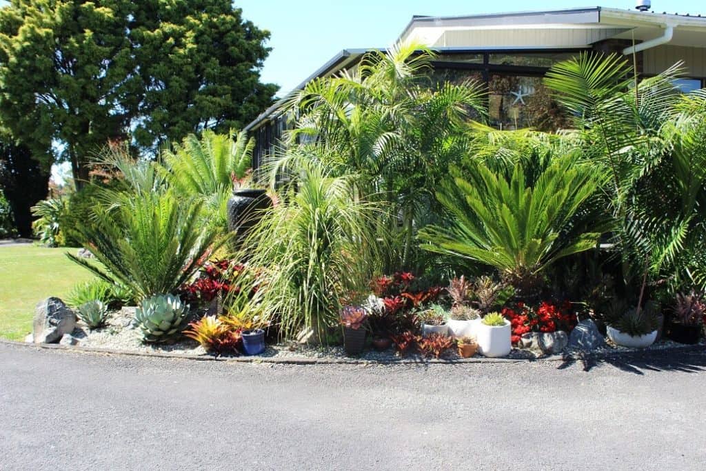 Tropical Plants - Tropical Treasures Taranaki