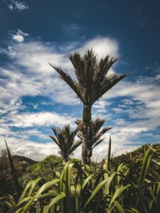 30 Palm Trees for Your Garden: Creating the Tropics in New Zealand ...