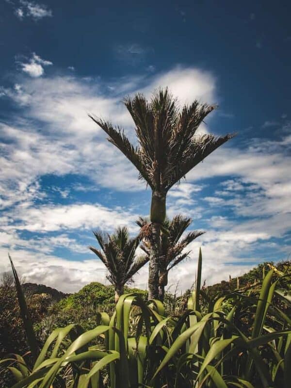 30 Palm Trees for Your Garden: Creating the Tropics in New Zealand ...