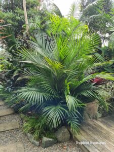 30 Palm Trees for Your Garden: Creating the Tropics in New Zealand ...