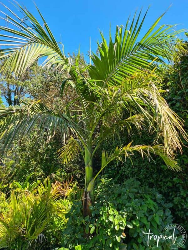 30 Palm Trees for Your Garden: Creating the Tropics in New Zealand ...