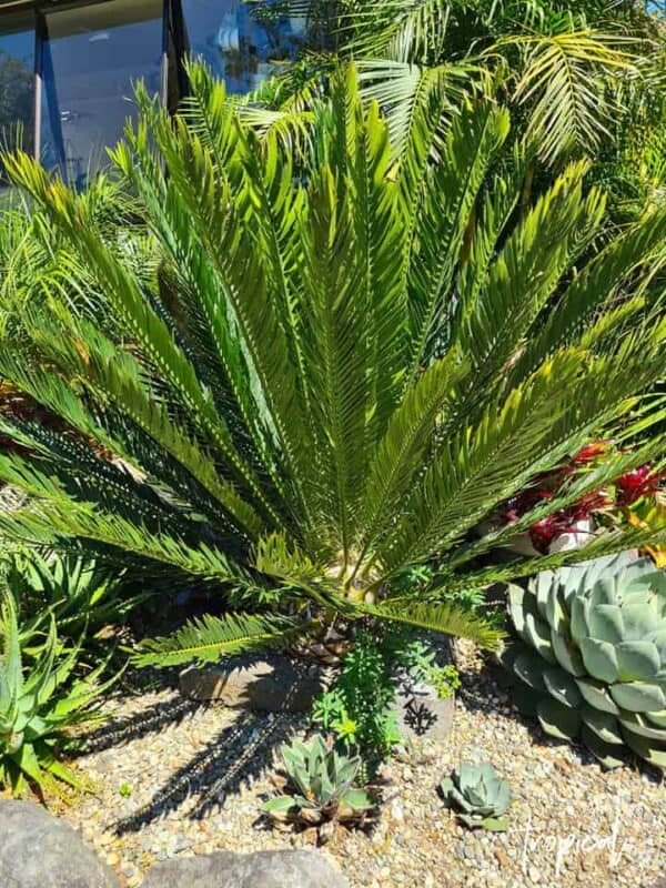 30 Palm Trees for Your Garden: Creating the Tropics in New Zealand ...