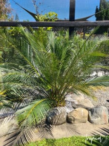 30 Palm Trees for Your Garden: Creating the Tropics in New Zealand ...