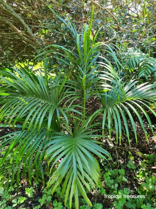 30 Palm Trees for Your Garden: Creating the Tropics in New Zealand ...
