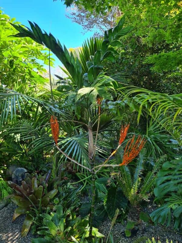30 Palm Trees for Your Garden: Creating the Tropics in New Zealand ...