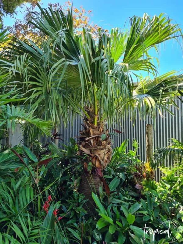 30 Palm Trees for Your Garden: Creating the Tropics in New Zealand ...