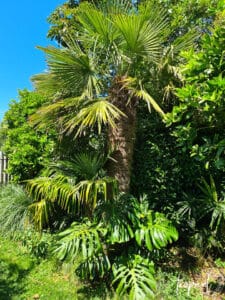 30 Palm Trees for Your Garden: Creating the Tropics in New Zealand ...
