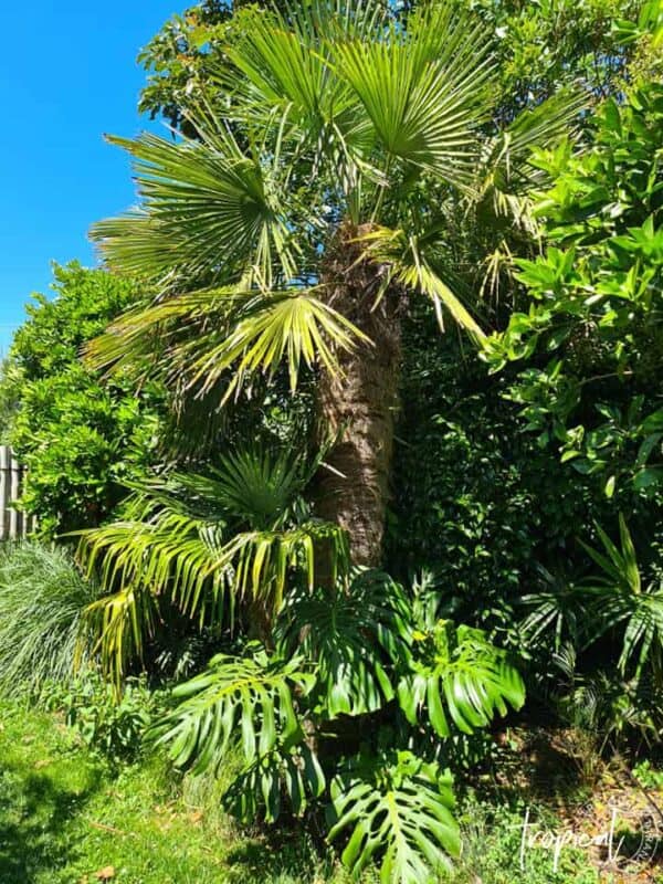 30 Palm Trees for Your Garden: Creating the Tropics in New Zealand ...