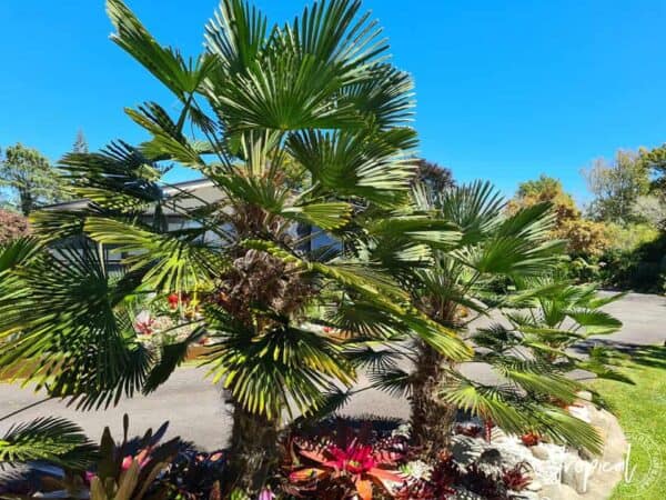 30 Palm Trees for Your Garden: Creating the Tropics in New Zealand ...