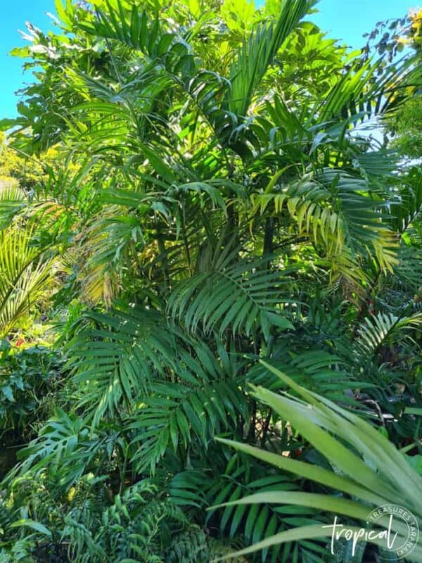 30 Palm Trees for Your Garden: Creating the Tropics in New Zealand ...