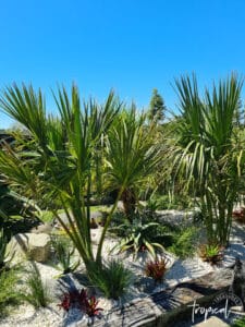30 Palm Trees for Your Garden: Creating the Tropics in New Zealand ...
