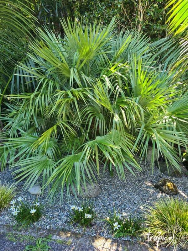30 Palm Trees for Your Garden: Creating the Tropics in New Zealand ...