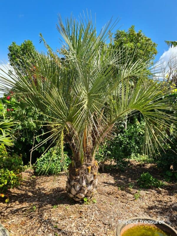 30 Palm Trees for Your Garden: Creating the Tropics in New Zealand ...