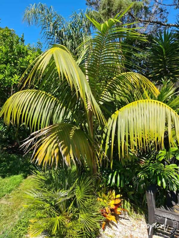 30 Palm Trees for Your Garden: Creating the Tropics in New Zealand ...