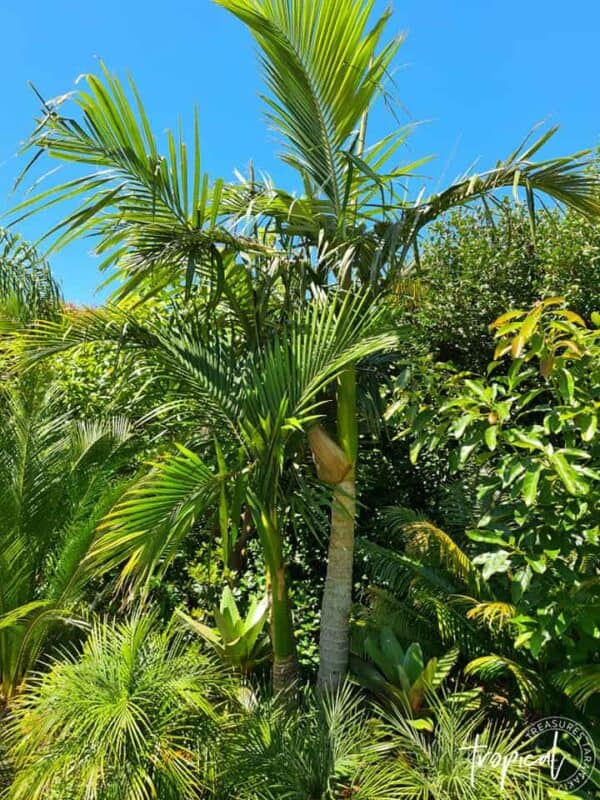 30 Palm Trees for Your Garden: Creating the Tropics in New Zealand ...