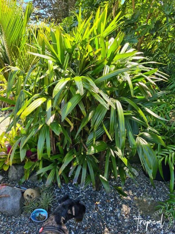 30 Palm Trees for Your Garden: Creating the Tropics in New Zealand ...