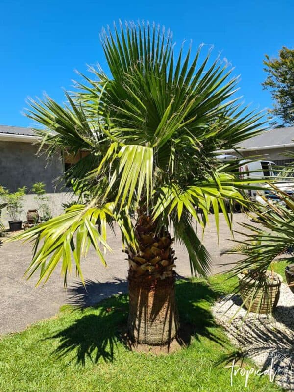30 Palm Trees for Your Garden: Creating the Tropics in New Zealand ...