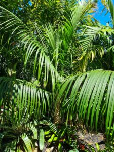 30 Palm Trees for Your Garden: Creating the Tropics in New Zealand ...