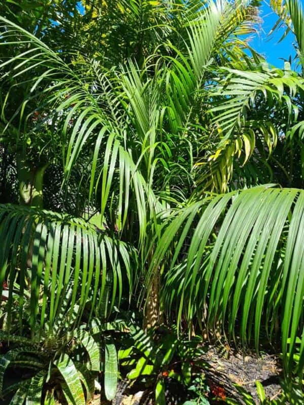 30 Palm Trees for Your Garden: Creating the Tropics in New Zealand ...