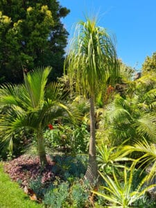 30 Palm Trees for Your Garden: Creating the Tropics in New Zealand ...