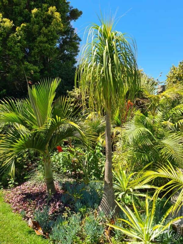 30 Palm Trees for Your Garden: Creating the Tropics in New Zealand ...