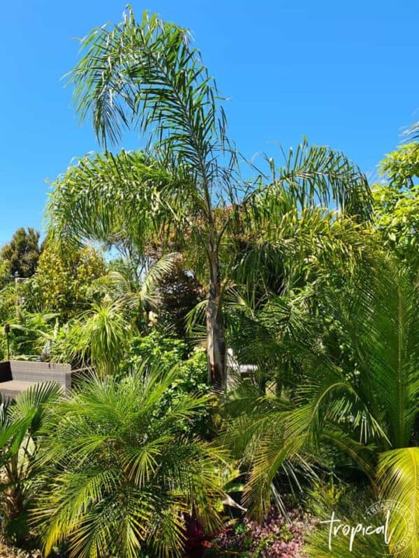 30 Palm Trees for Your Garden: Creating the Tropics in New Zealand ...