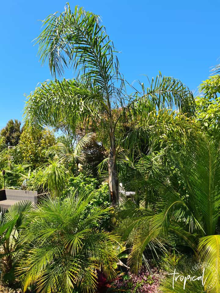 Subtropical Palm Trees Tropical Treasures Taranaki Subtropical Palm Trees Tropical Treasures Taranaki