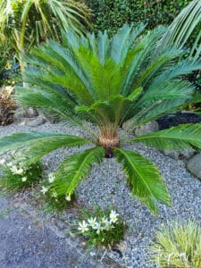 30 Palm Trees for Your Garden: Creating the Tropics in New Zealand ...