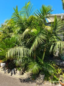 30 Palm Trees for Your Garden: Creating the Tropics in New Zealand ...