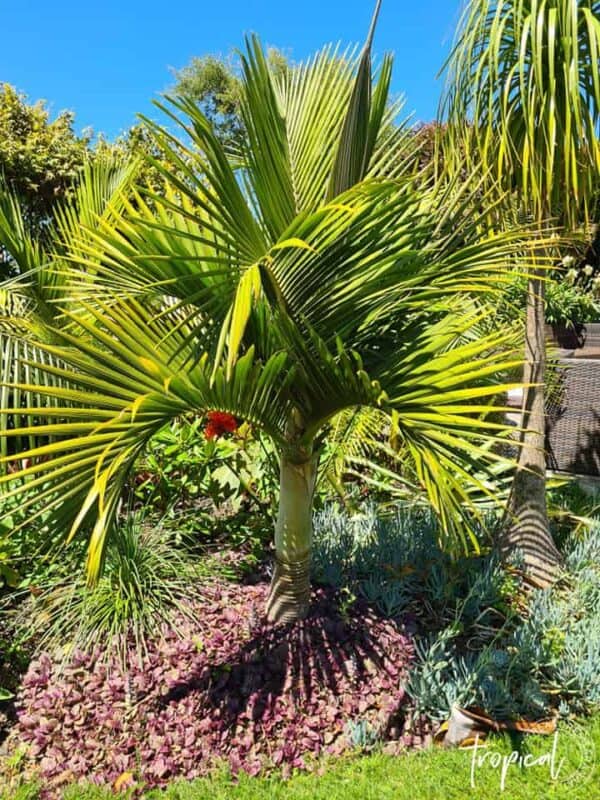 30 Palm Trees for Your Garden: Creating the Tropics in New Zealand ...