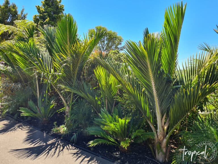 30 Palm Trees for Your Garden: Creating the Tropics in New Zealand ...