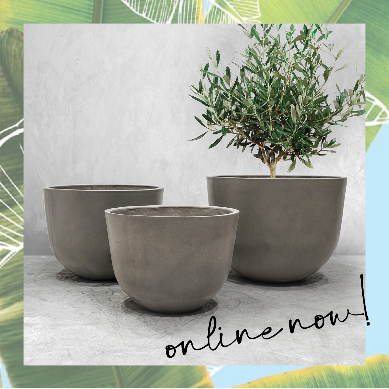 Tropical Plants - Tropical Treasures Taranaki