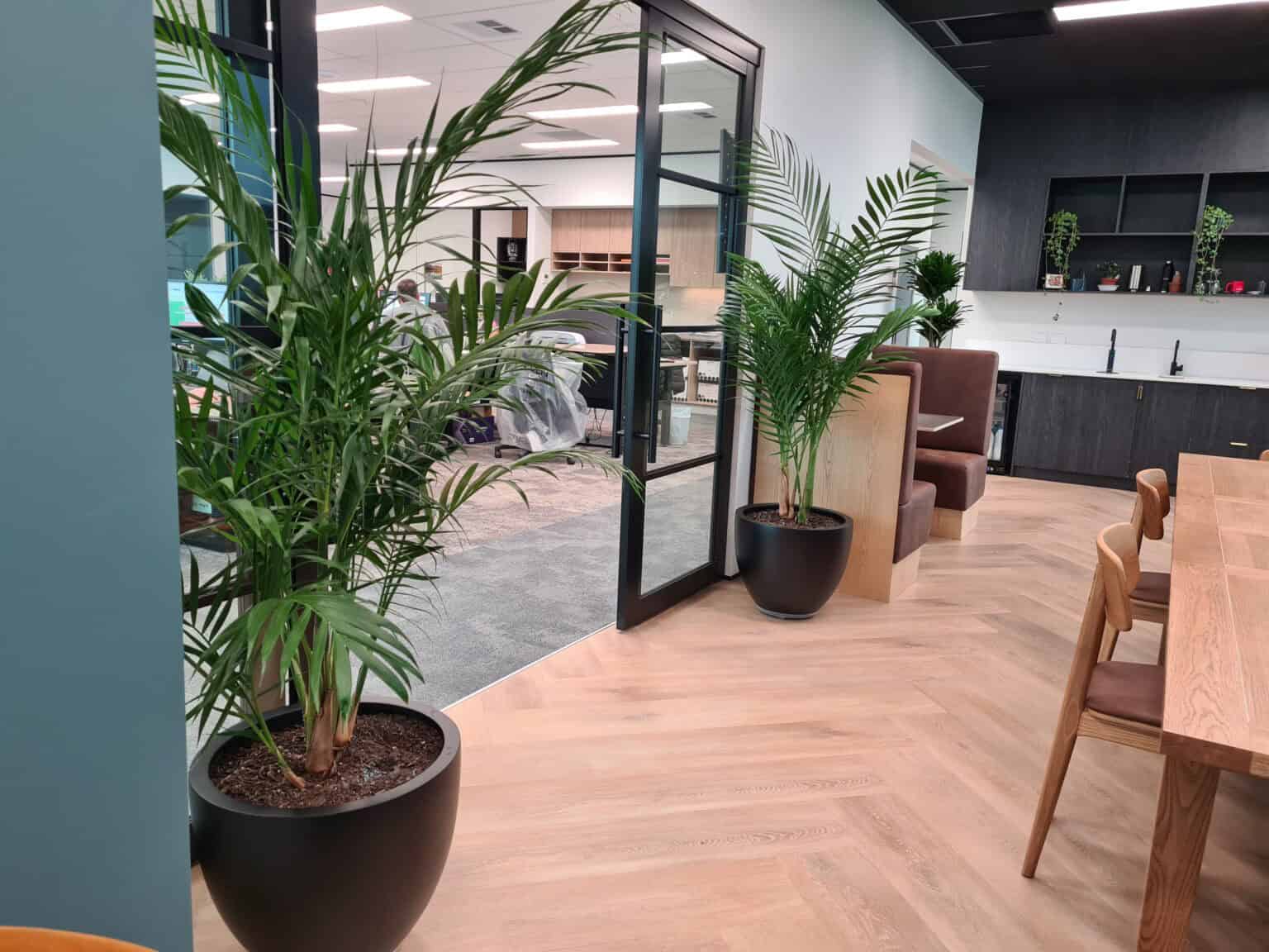Tropical Plants - Tropical Treasures Taranaki